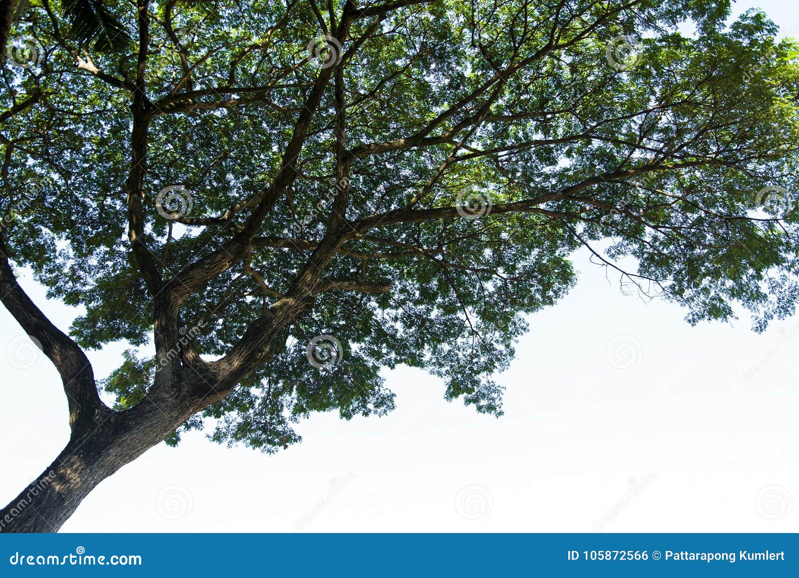 Tree Branches, Leaves / Isolated White Stock Photo - Image of summer ...