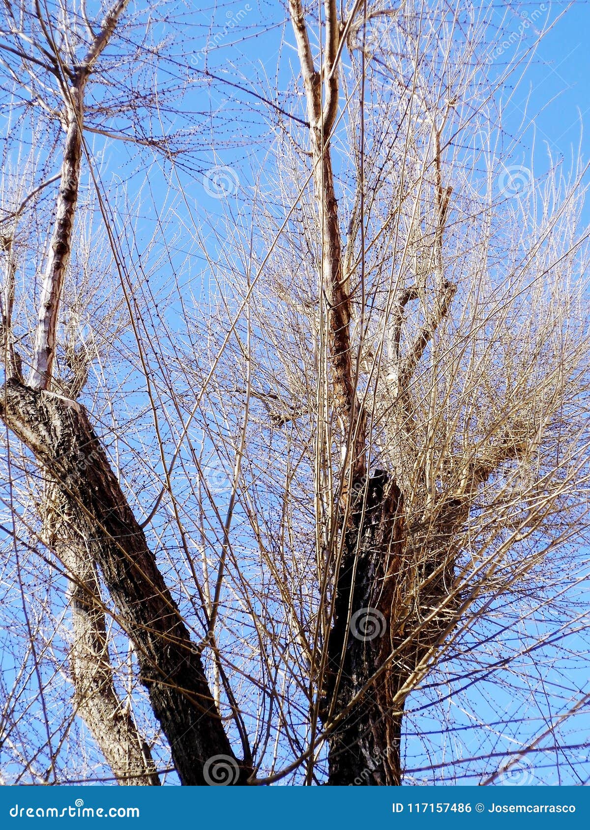 Tree Branches without Leaves Stock Photo - Image of cycles, wood: 117157486