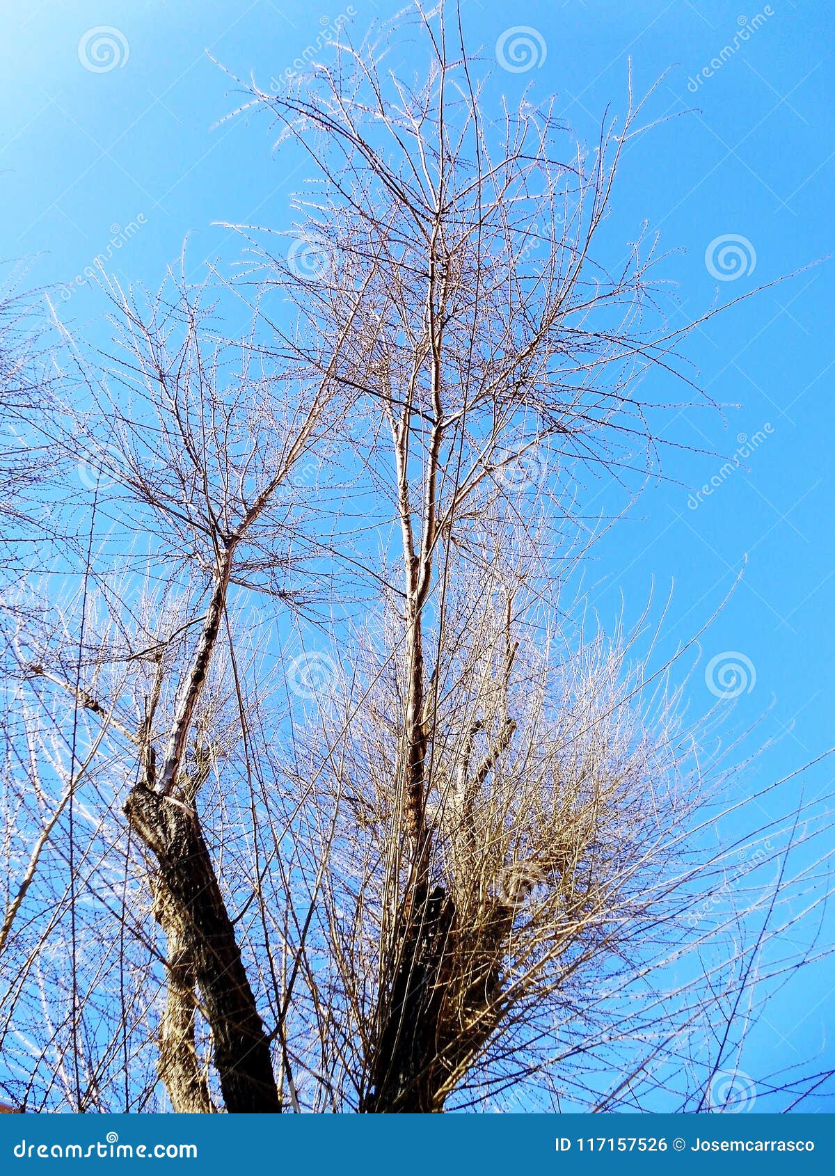 Tree Branches without Leaves Stock Photo - Image of botanical, harvest ...