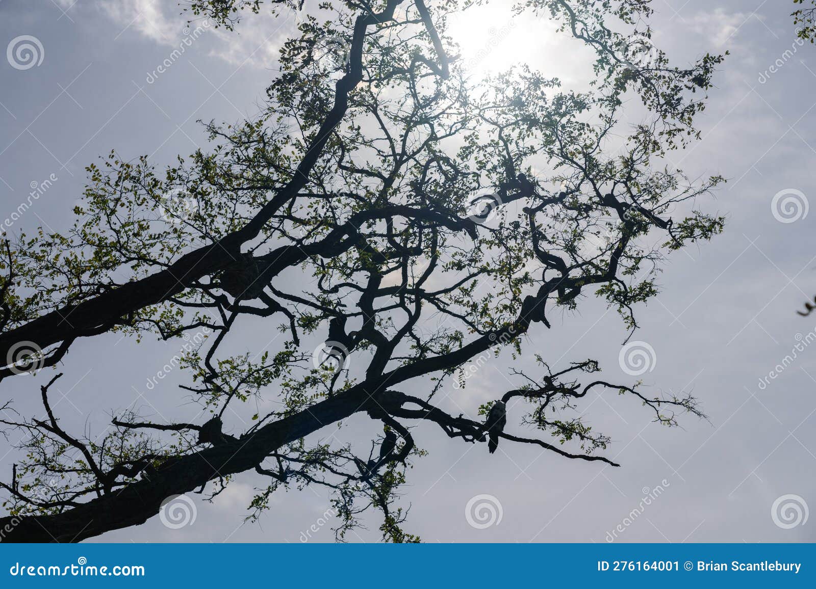 Tree Branches and Leaves in Silhouette Back-lit by High Noon-day Sun ...