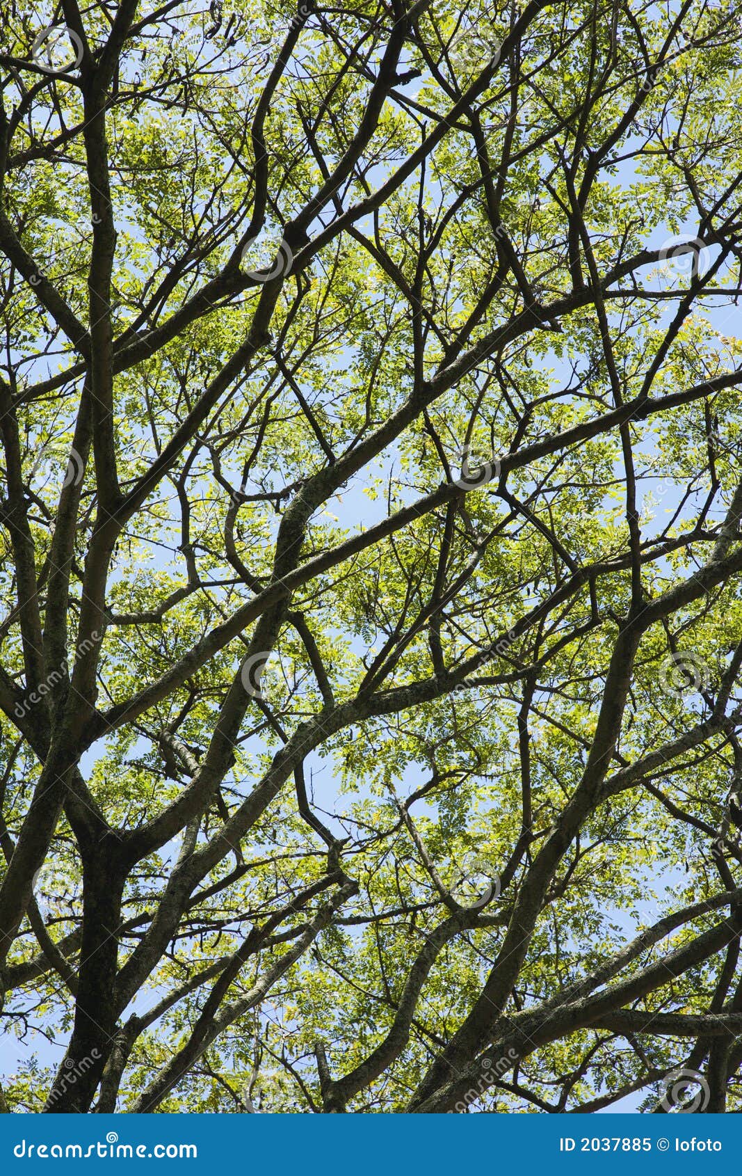Tree Branches with Leaves and Sky. Stock Image - Image of photograph ...