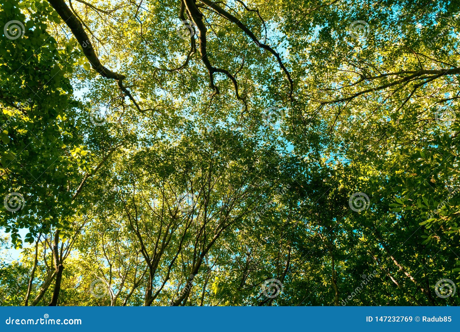 Tree Branches and Leaves on Summer Sky Stock Image - Image of season ...