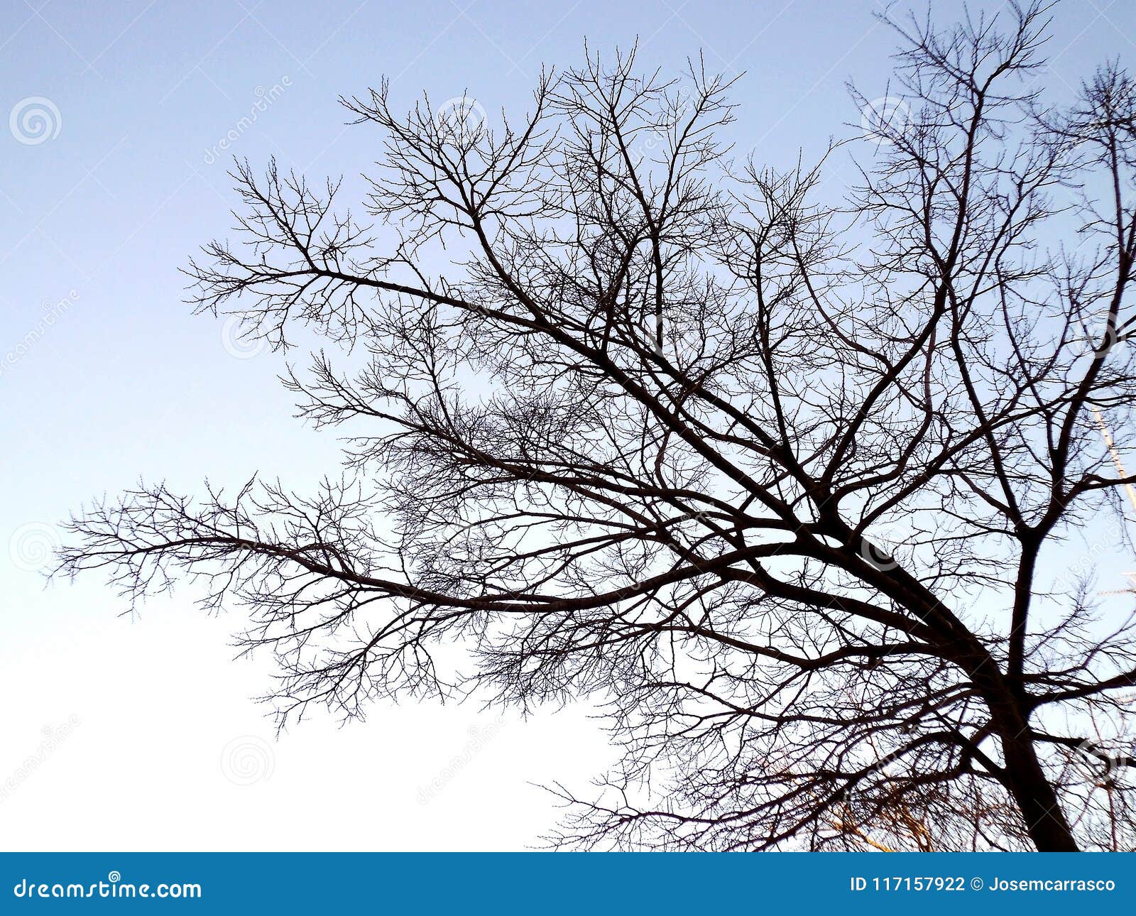 Tree Branches without Leaves Stock Photo - Image of green, plant: 117157922