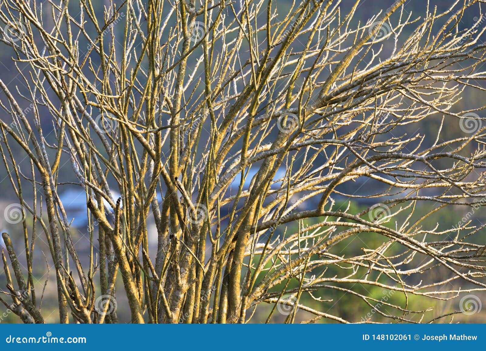 Tree Branches without Leaves Stock Image - Image of bark, environment ...