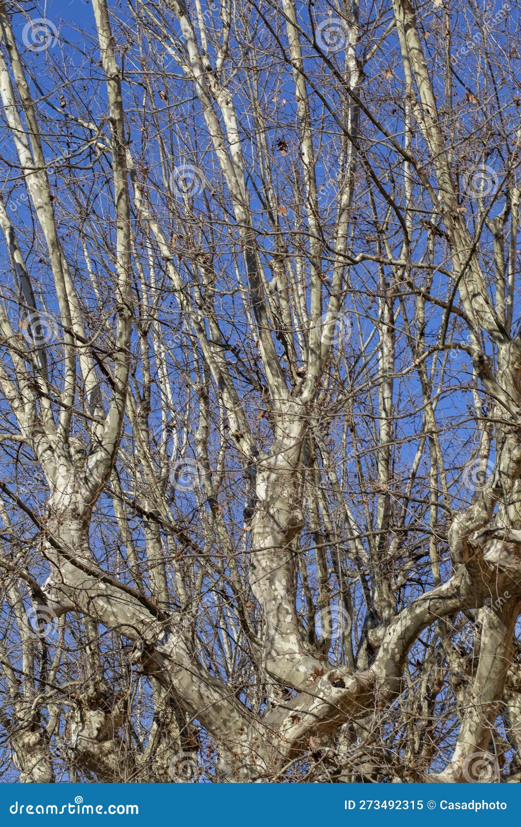Tree Branches without Leaves with Blue Sky in the Background Stock ...