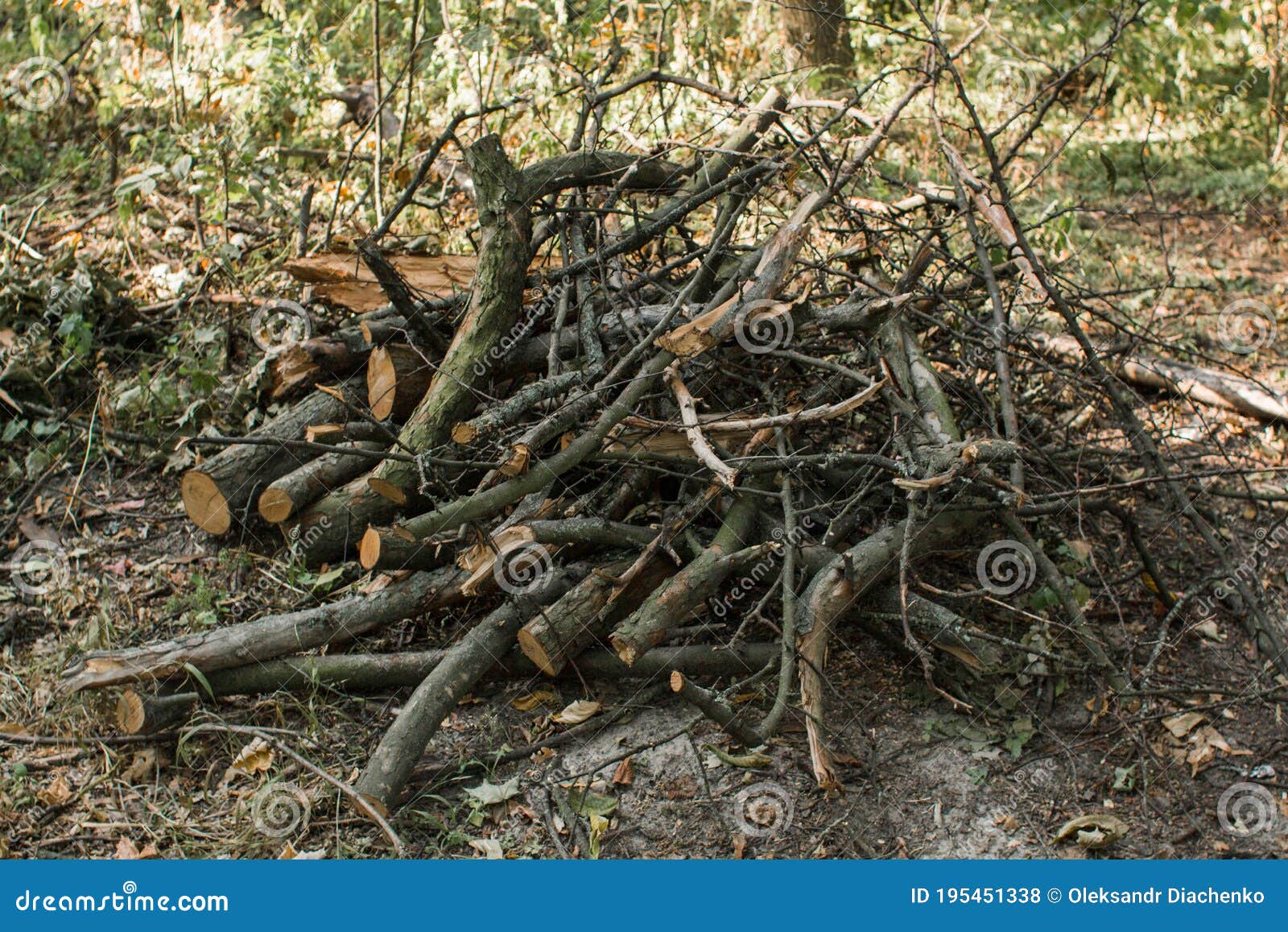Tree Branches Lie in a Heap in the Forest Stock Photo - Image of broken ...