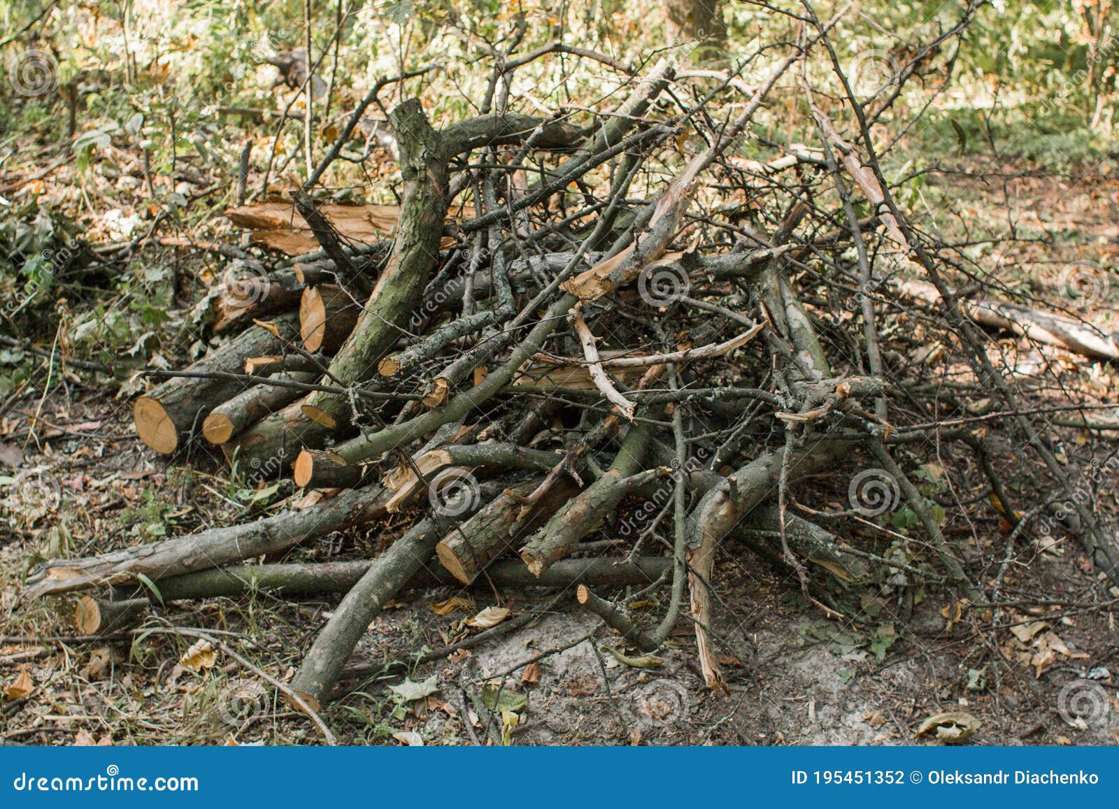 Tree Branches Lie in a Heap in the Forest Stock Photo - Image of nature ...