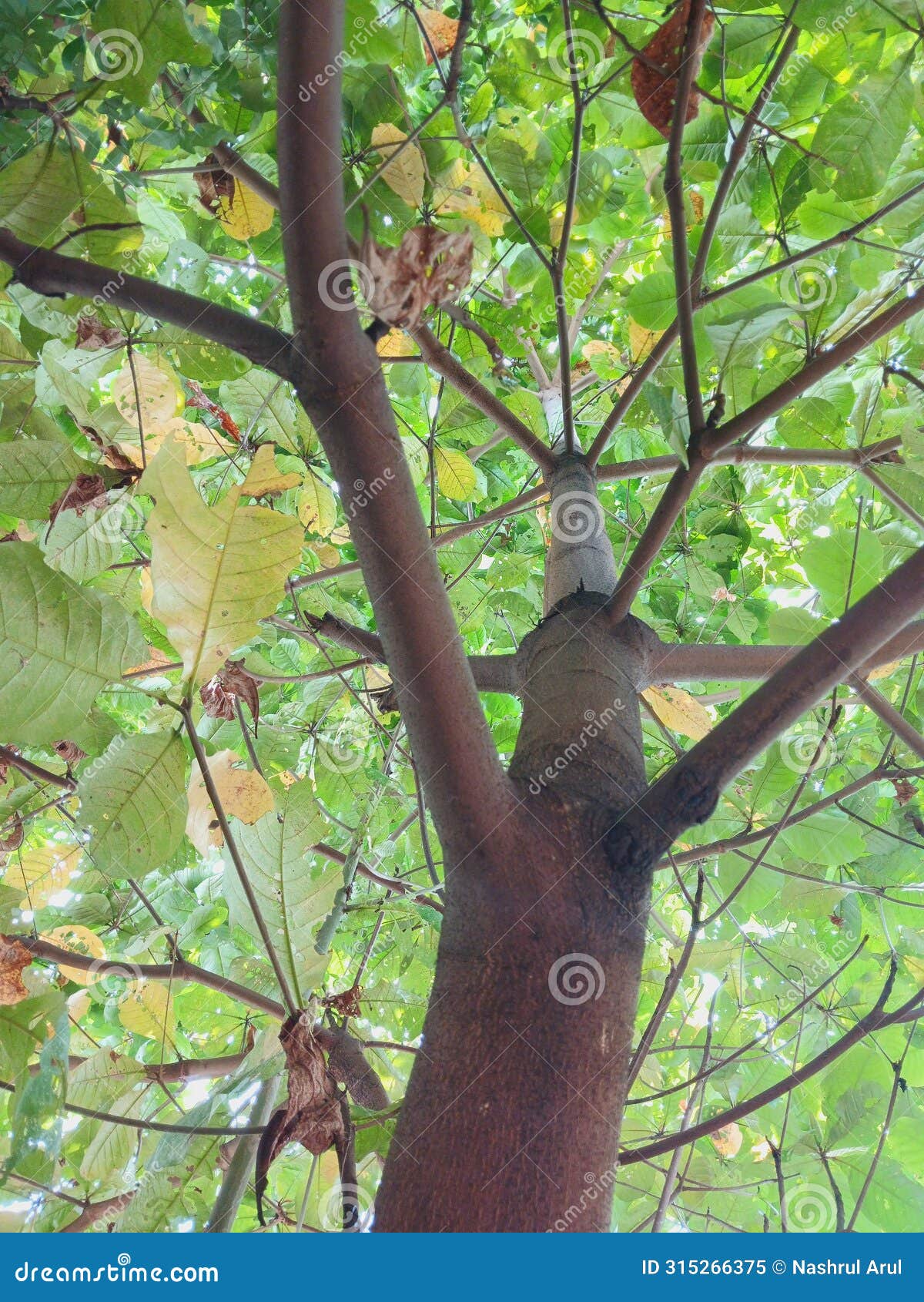 Tree Branches are Like Roots, Spreading Everywhere Stock Image - Image ...