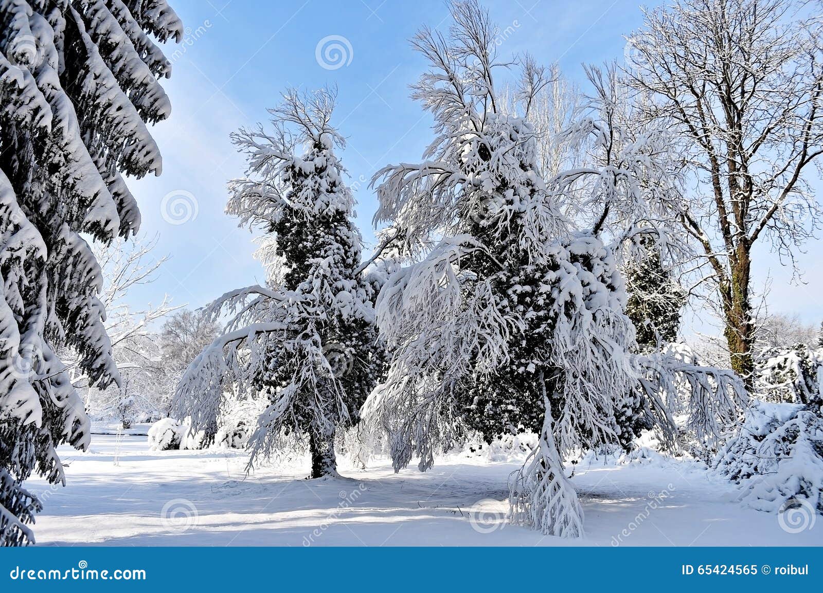 Tree Branches Loaded after Heavy Snowfall Stock Image - Image of beauty ...