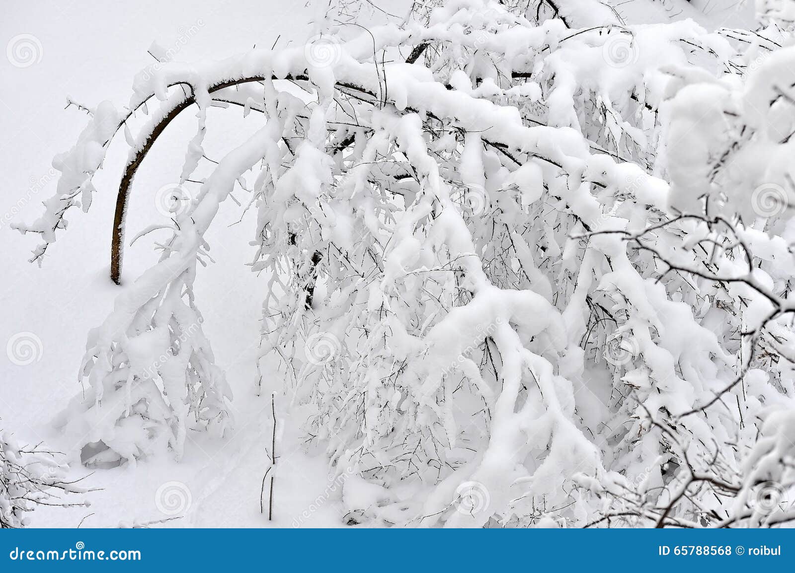 Tree Branches Loaded with Snow after Heavy Snowfall Stock Photo - Image ...