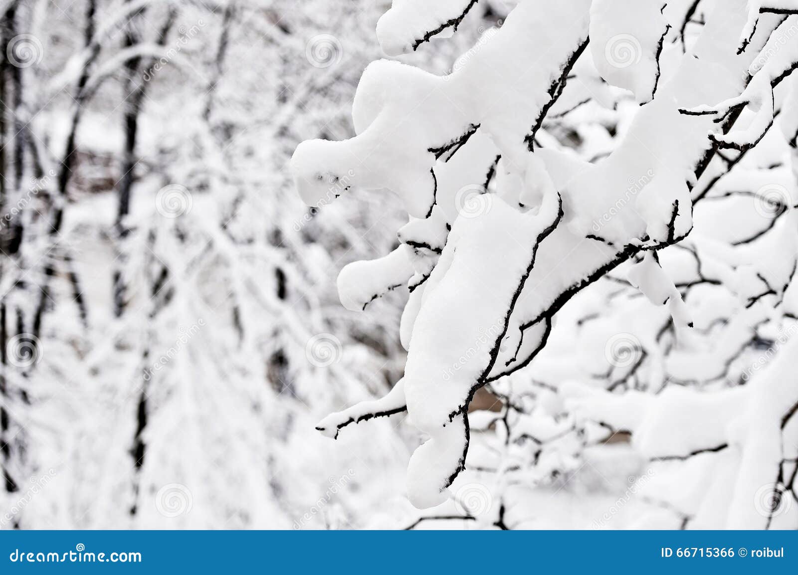 Tree Branches Loaded with Snow after Heavy Snowfall Stock Photo - Image ...