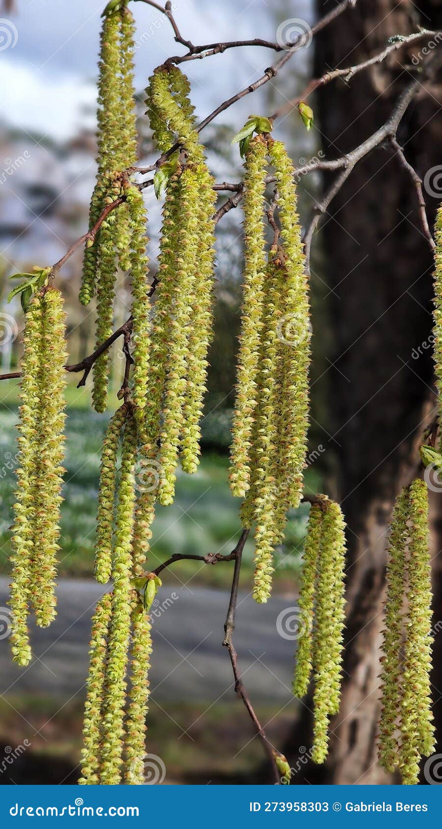 Tree Branches with Long Catkins of Alnus Serrulata. Stock Image - Image ...
