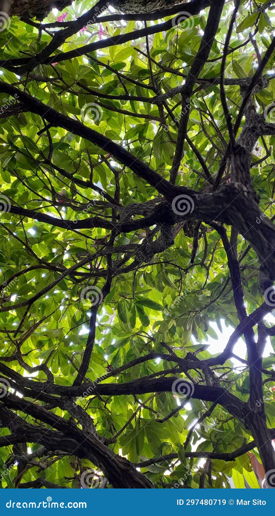 The Tree Branches Look Like Sports Objects Stock Image - Image of ...