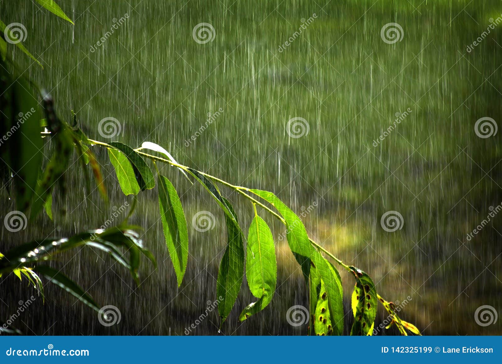 Tree Branches Lush Green Growth with Rain Falling Drops Drips Storm ...