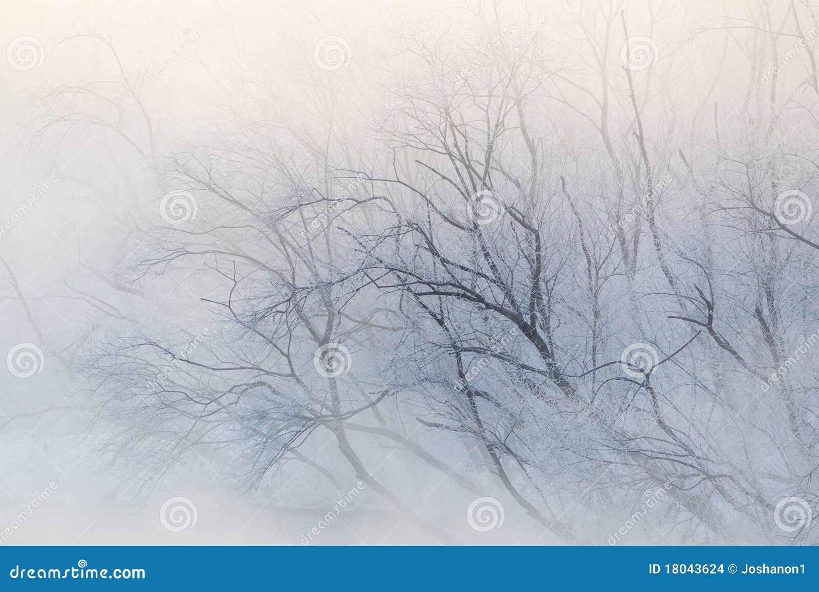 Tree Branches in Mist stock photo. Image of bridge, misty - 18043624