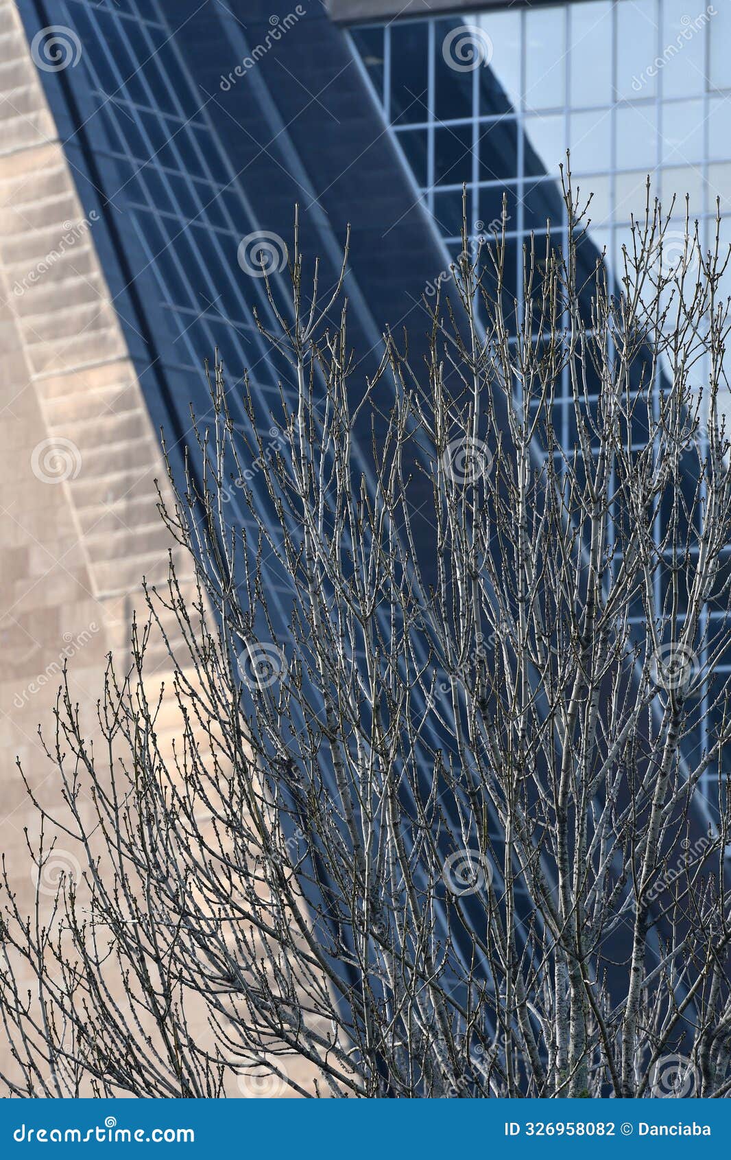 Tree Branches with a Modern Commercial Building in the Background Stock ...