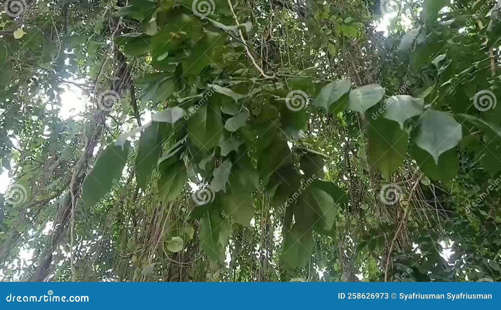 Tree Branches Moving in the Wind Stock Video - Video of ecology ...