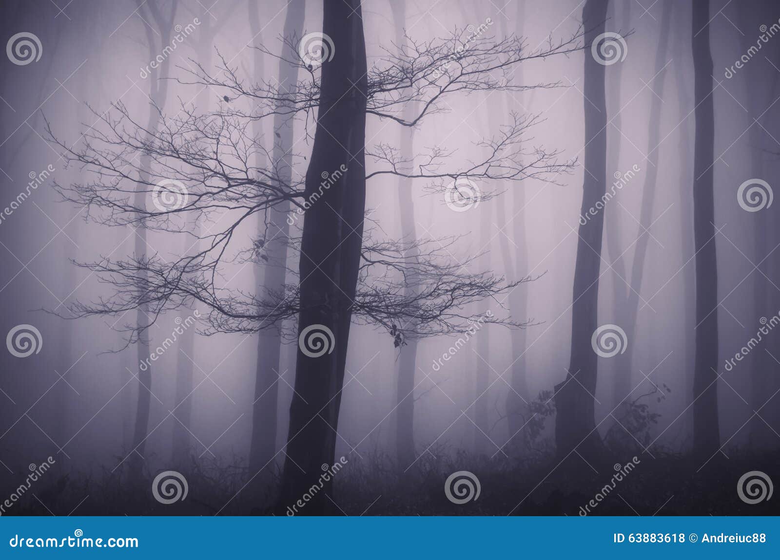 Tree with Branches in Mysterious Forest with Fog Stock Photo - Image of ...