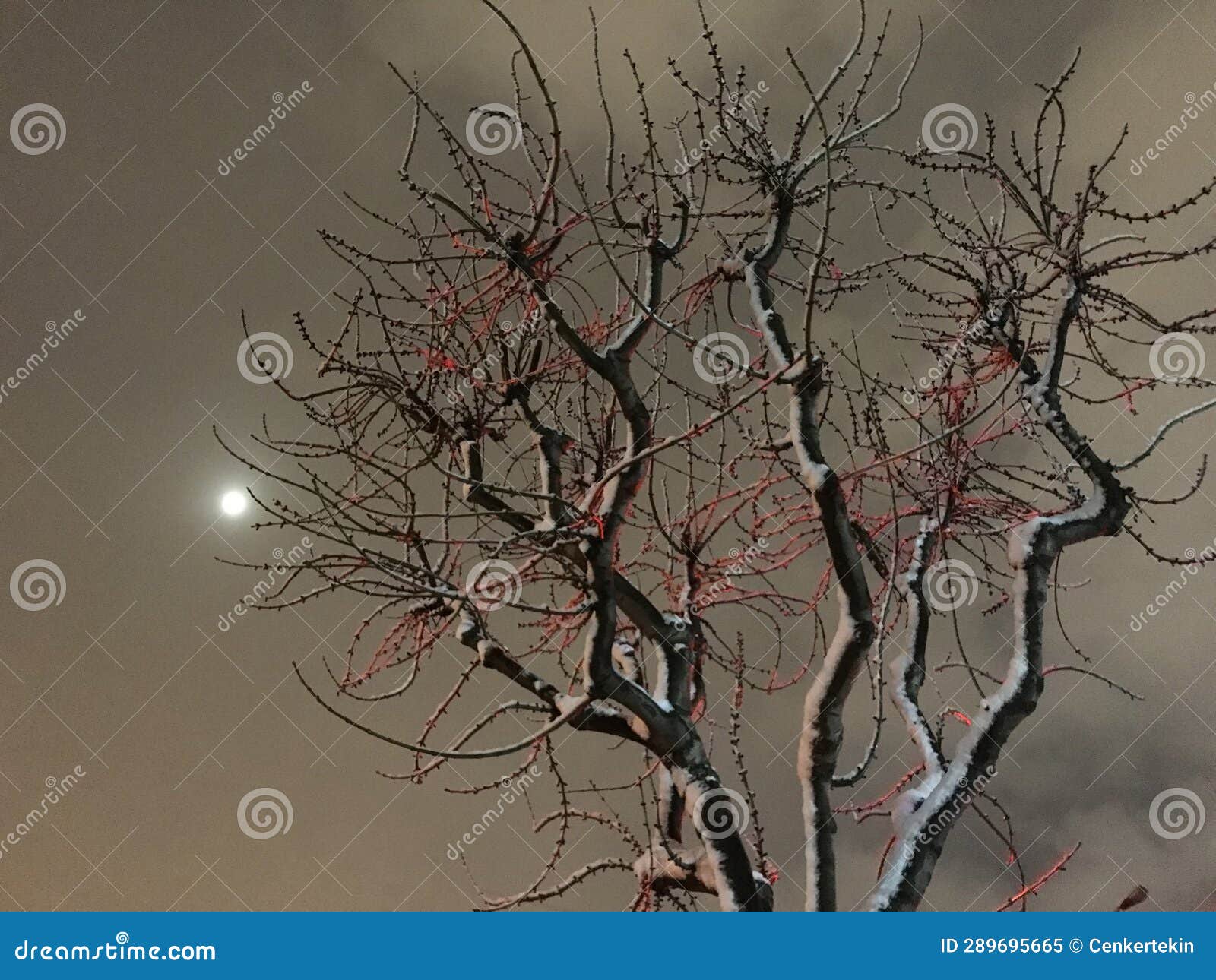 Tree Branches at Mystic Night Stock Image - Image of nature, leaf ...