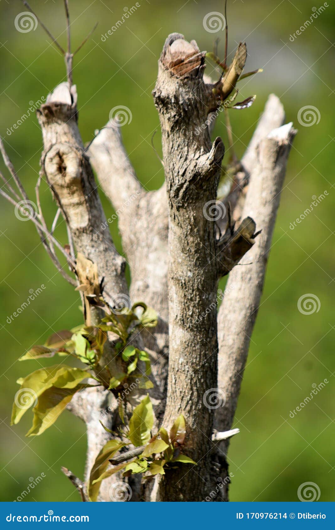 A Tree Branches in Nature View Stock Photo - Image of view, branch ...