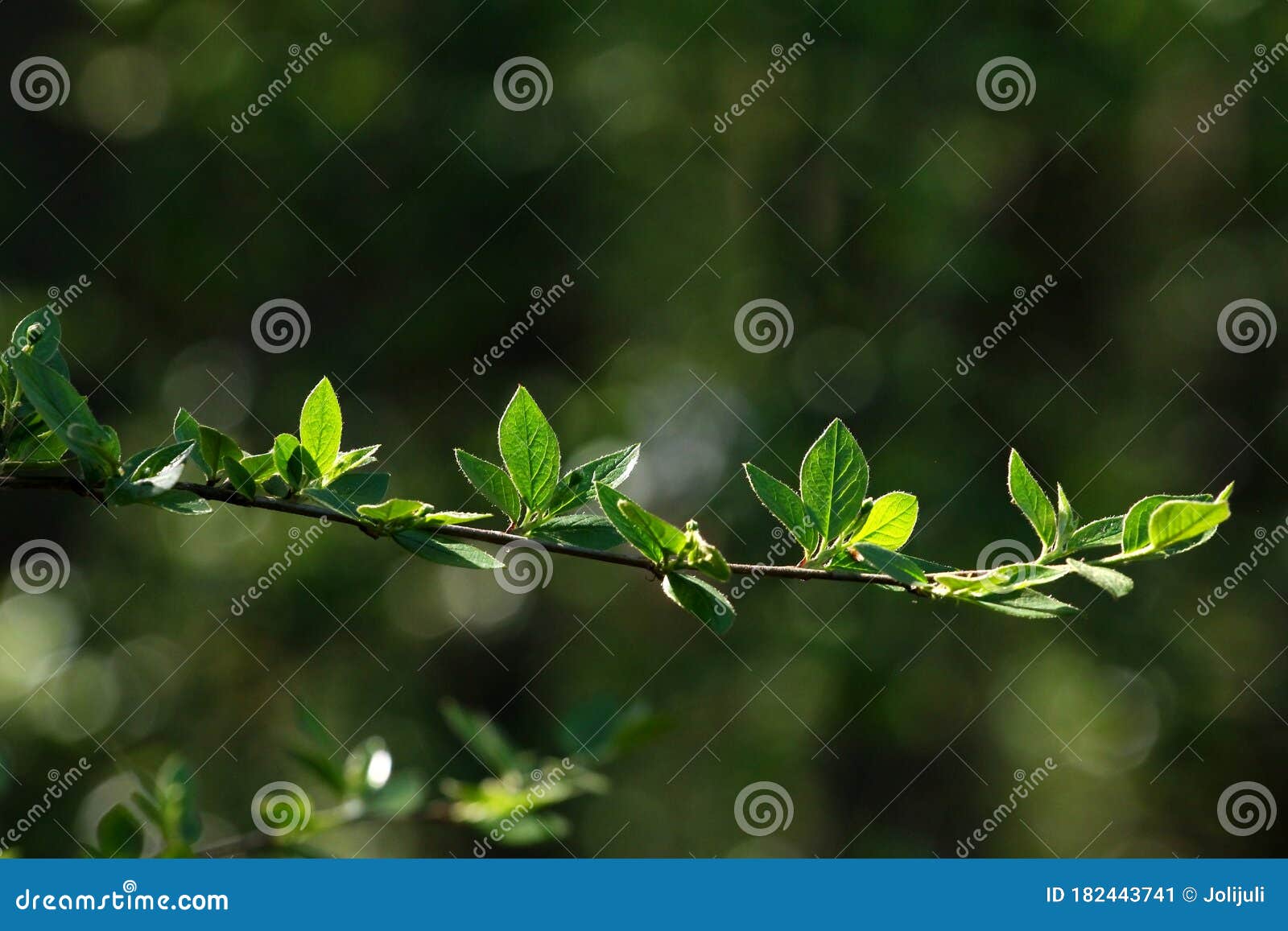 Spring forest stock image. Image of blue, birch, yellow - 182443741