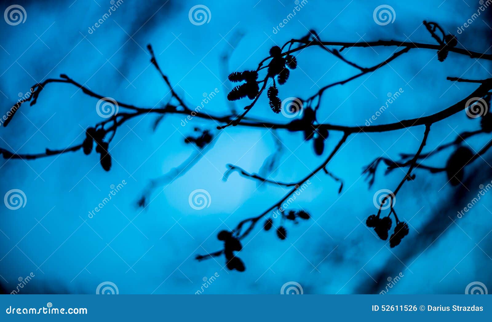 Tree branches stock photo. Image of tree, little, blue - 52611526