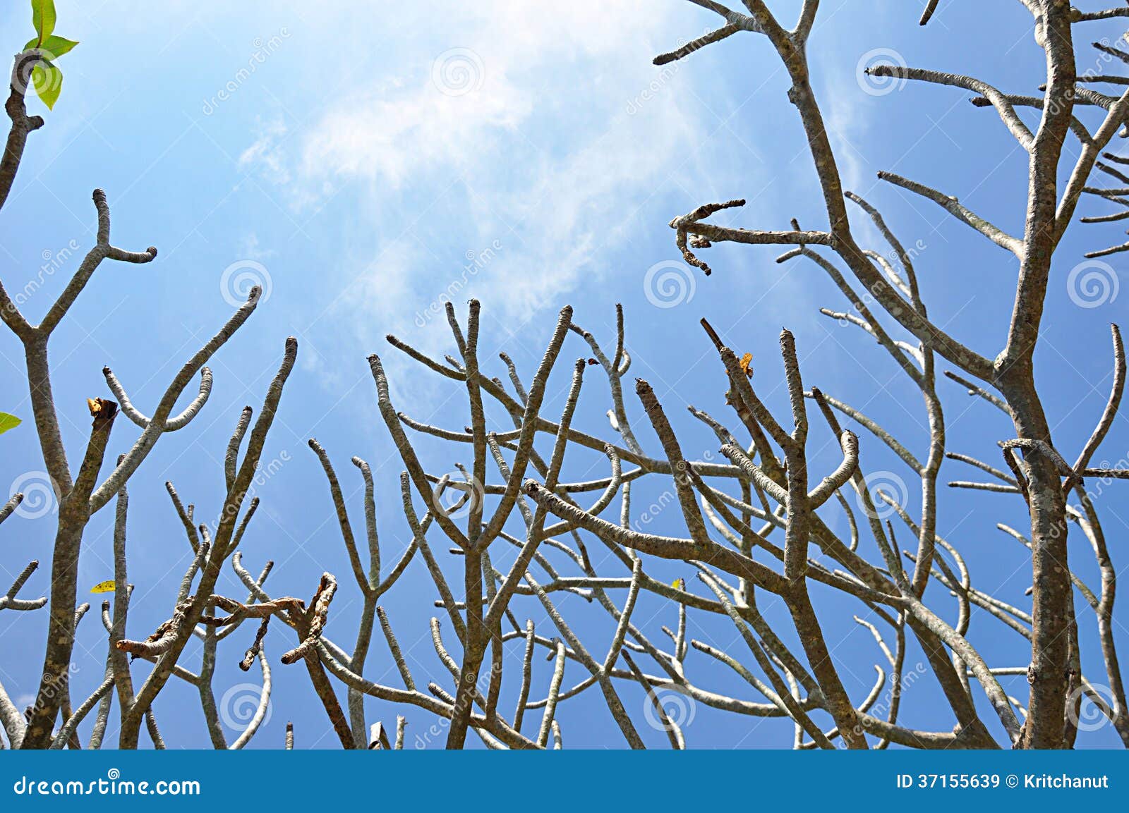 Tree Branches with No Leaves Stock Image - Image of naked, clear: 37155639