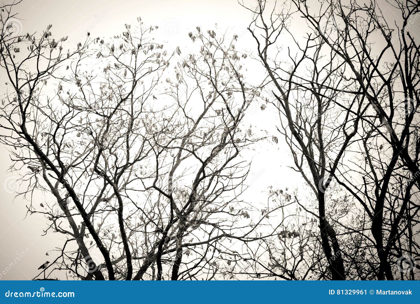 Trees With No Branches Stock Photography | CartoonDealer.com #139040780