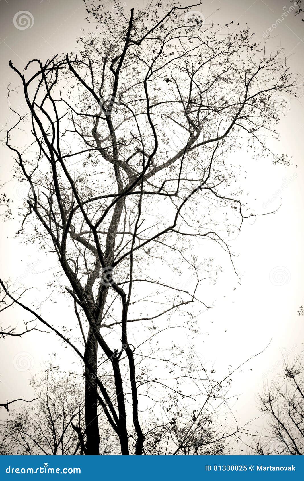 Tree Branches No Leaves Black and White. Dry Dead Trees Isolate White ...