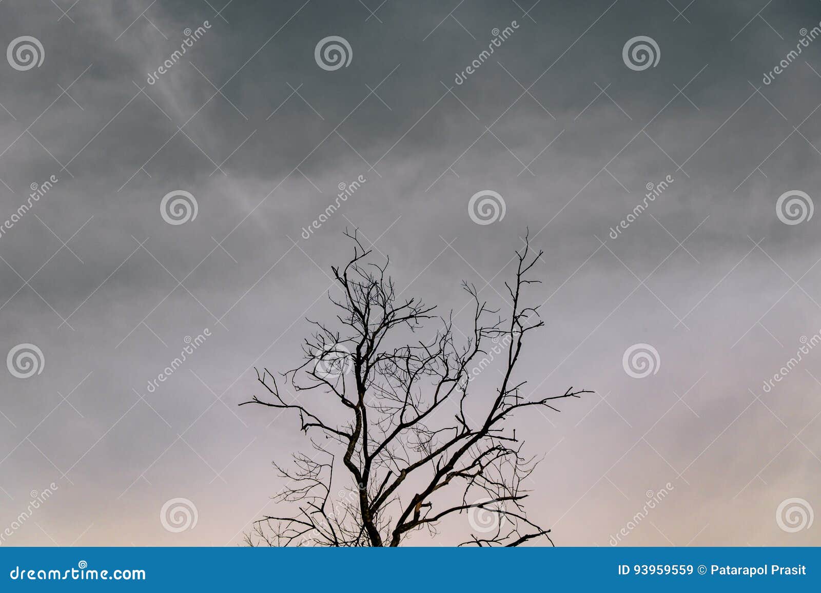 Trees With No Branches Stock Photography | CartoonDealer.com #139040780
