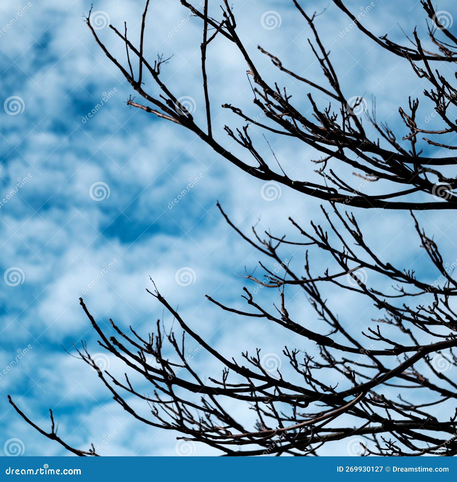 Tree Branches with No Leaves in Winter Stock Image - Image of outdoors ...