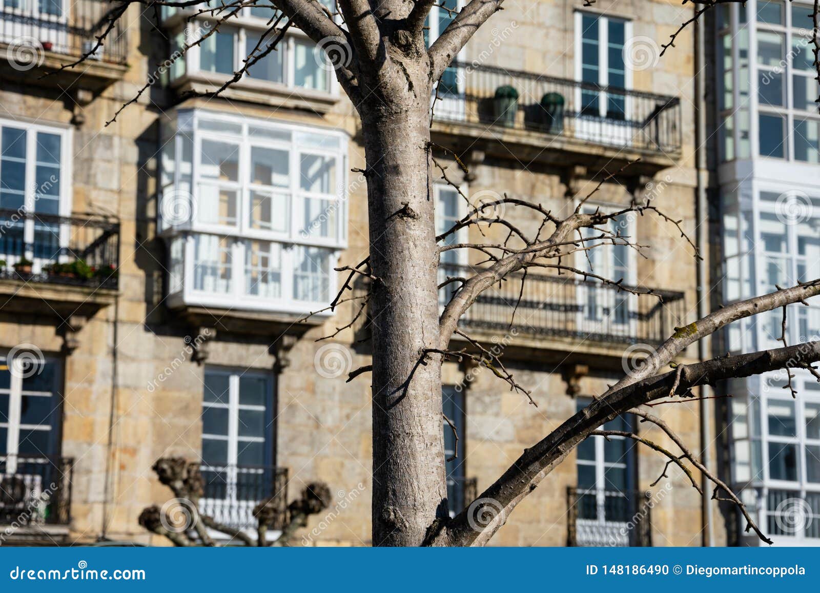 Tree Branches with Old Building Facades in the Background Stock Photo ...