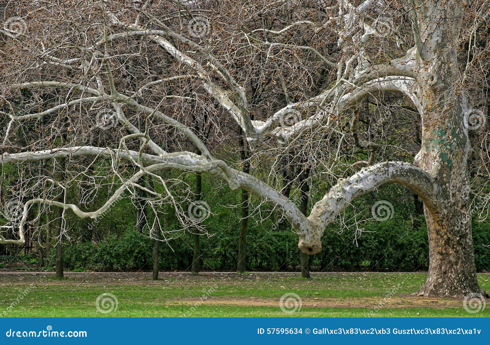 Tree branches stock photo. Image of plant, landscape - 57595634