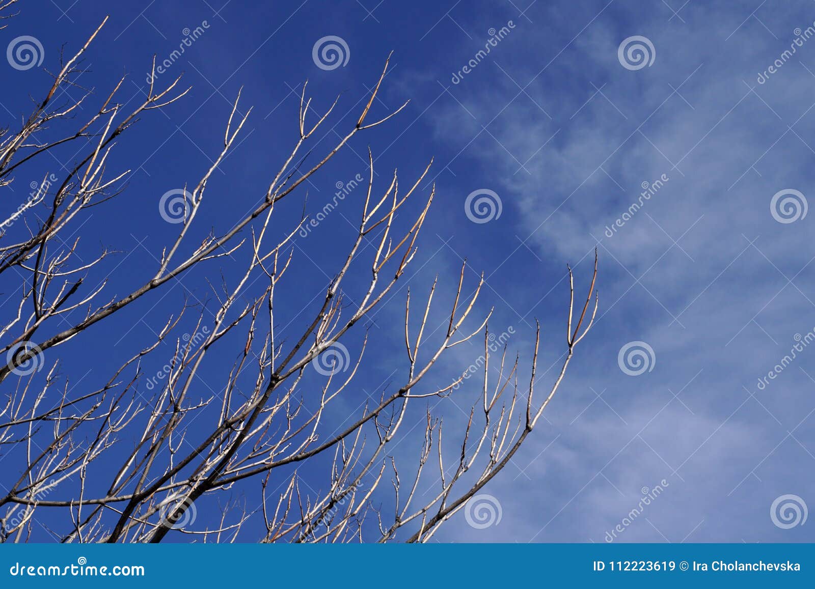 Tree Branches Over the Blue Sky Stock Image - Image of natural, outdoor ...