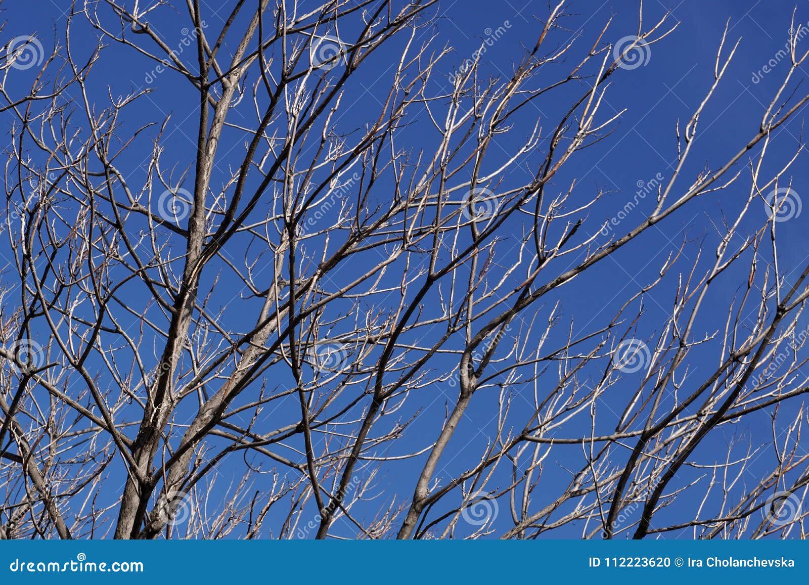 Tree Branches Over the Blue Sky Stock Photo - Image of beautiful ...