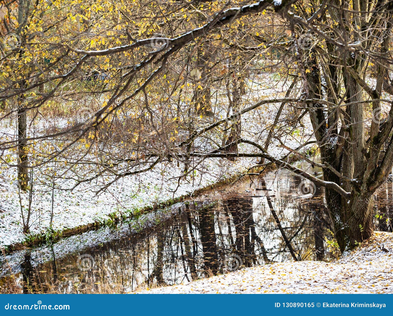 Tree Branches Over Forest River in Urban Park Stock Image - Image of ...
