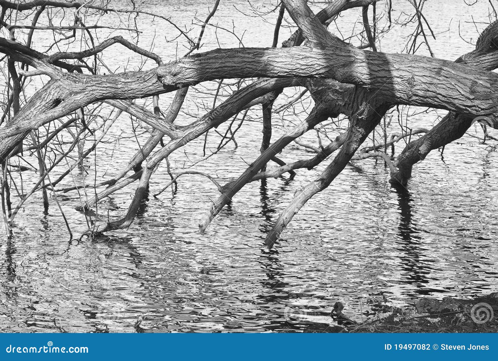 Tree Branches over Water stock photo. Image of country - 19497082