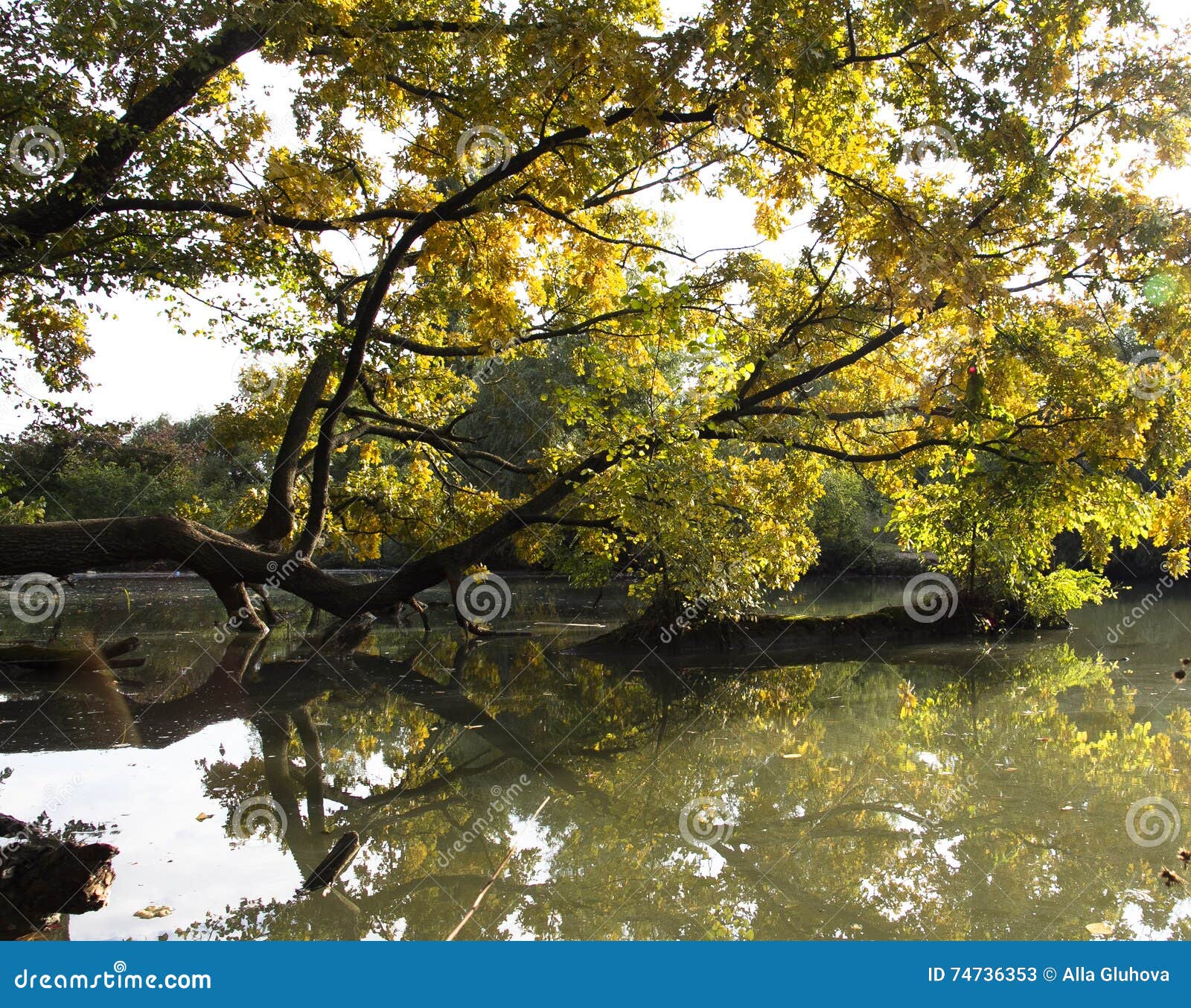 Tree Branches Over the Water Stock Image - Image of area, green: 74736353