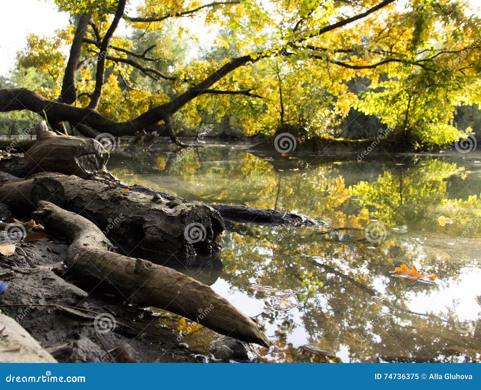 Tree Branches Over the Water Stock Image - Image of beauty, lush: 74736375