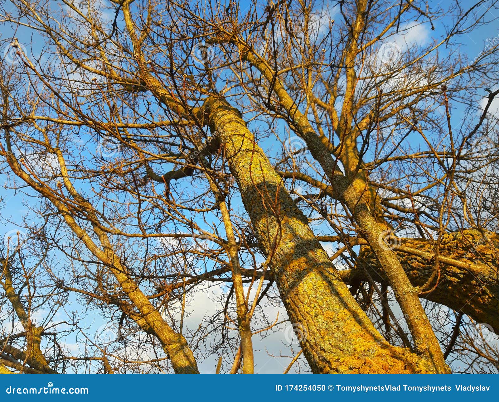Tree Branches Peered into the Sky Stock Photo - Image of naturephoto ...