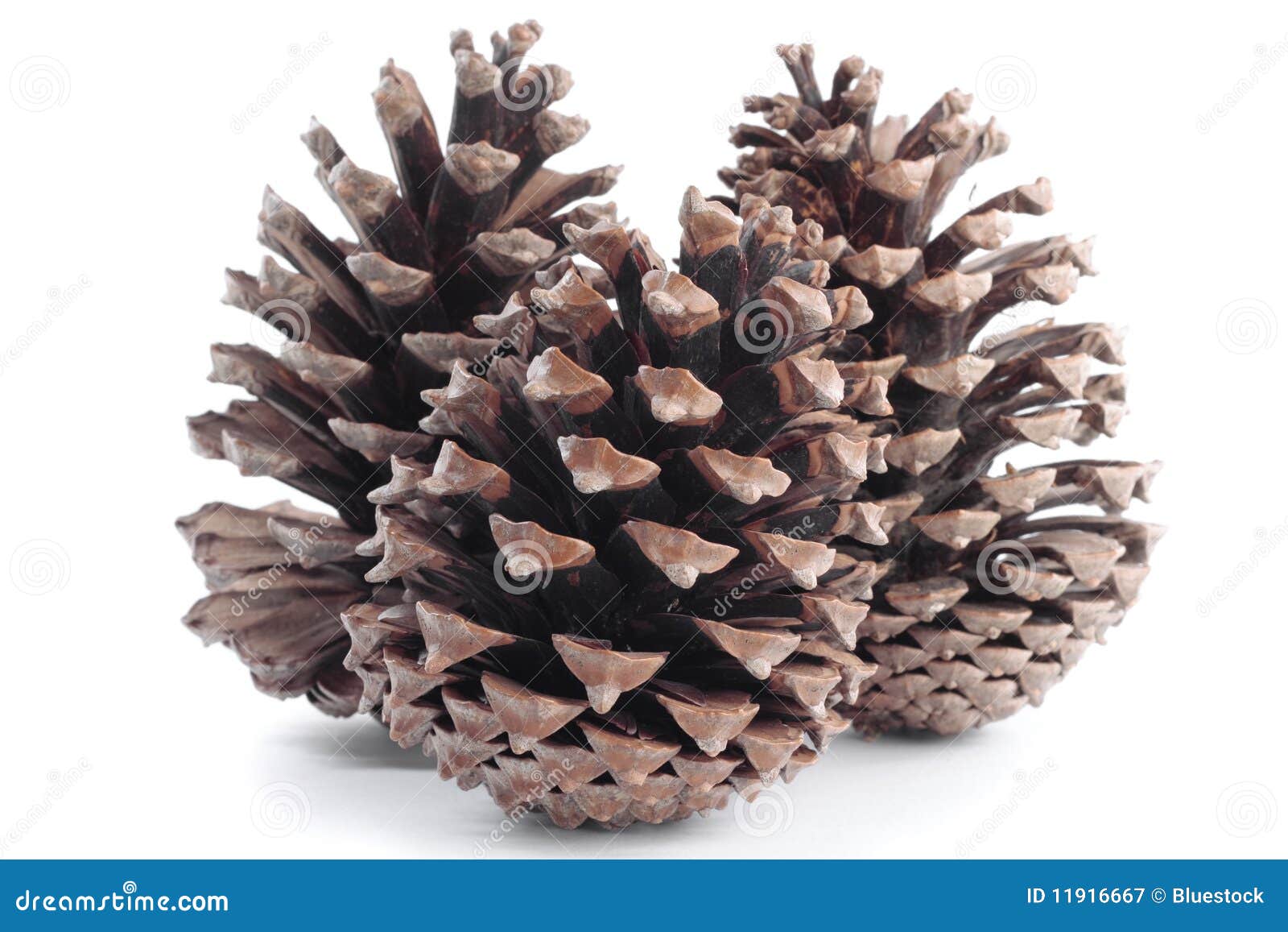 Tree Branches with Pinecones in Autumn Stock Image - Image of bright ...