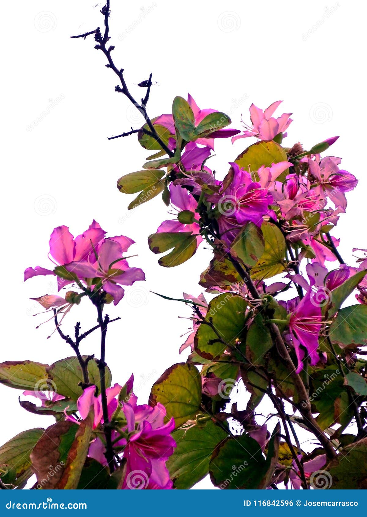 Tree Branches with Pink Flowers in Spring Stock Photo - Image of nature ...