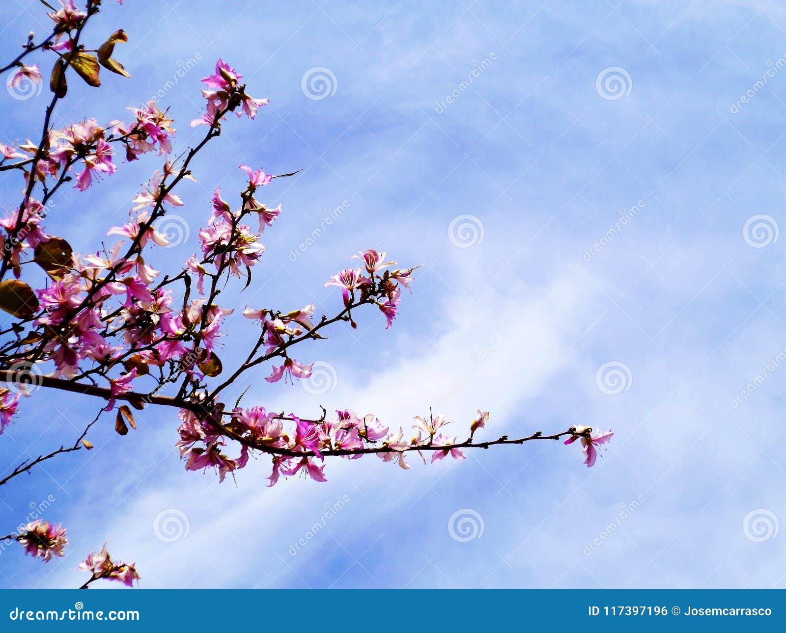 Tree Branches with Pink Flowers in Spring Stock Photo - Image of green ...