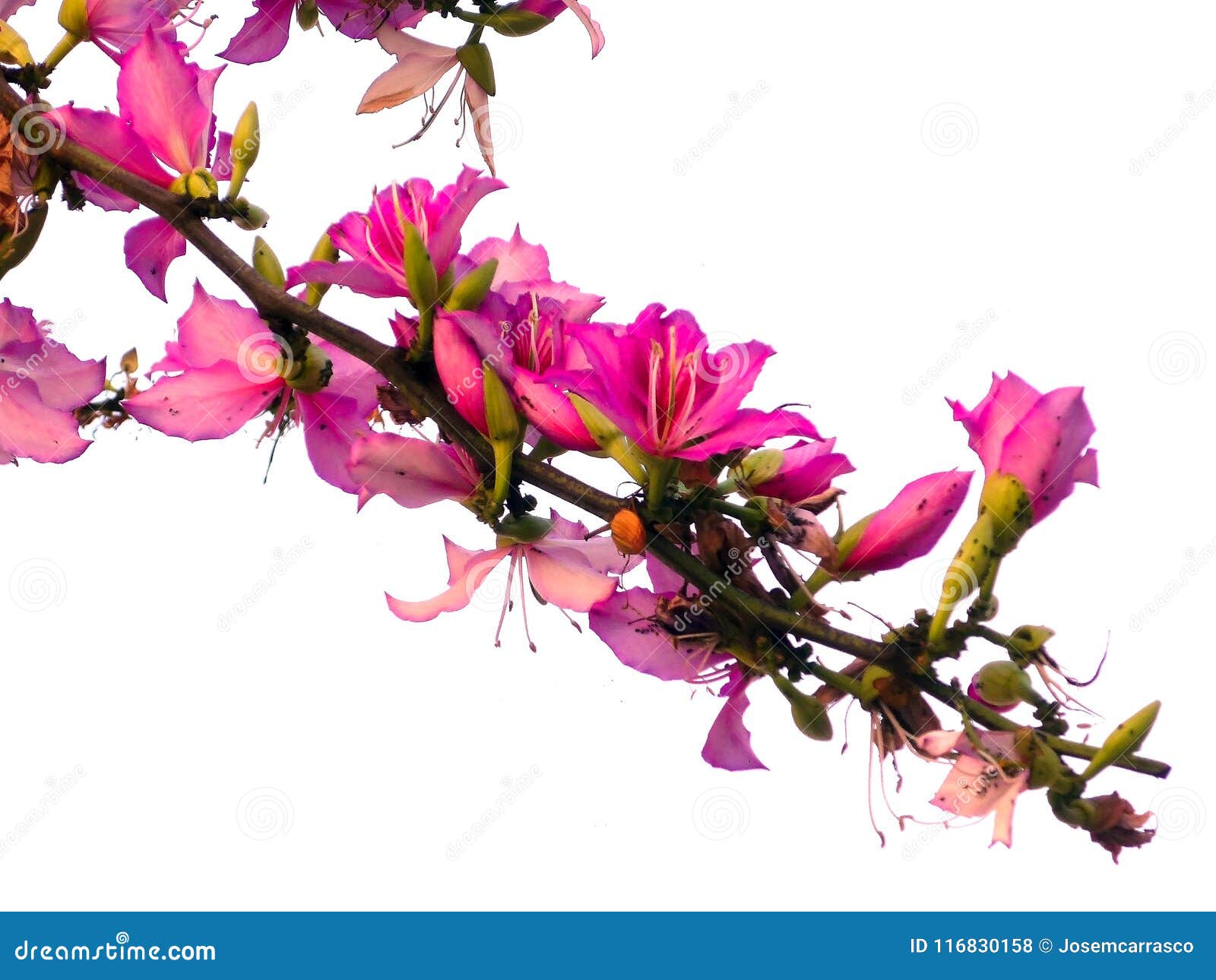 Tree Branches with Pink Flowers in Spring Stock Photo - Image of ...