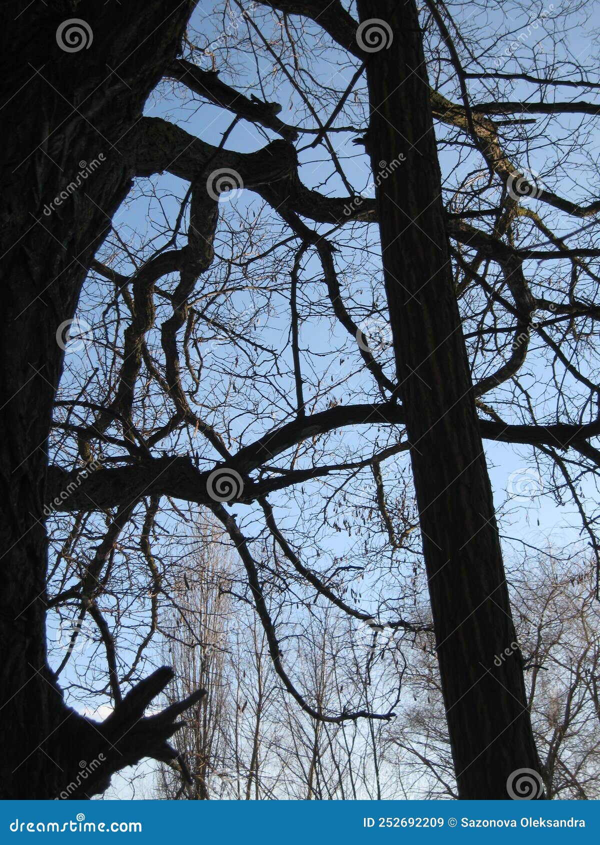 Tree branches and a pole stock image. Image of forest - 252692209