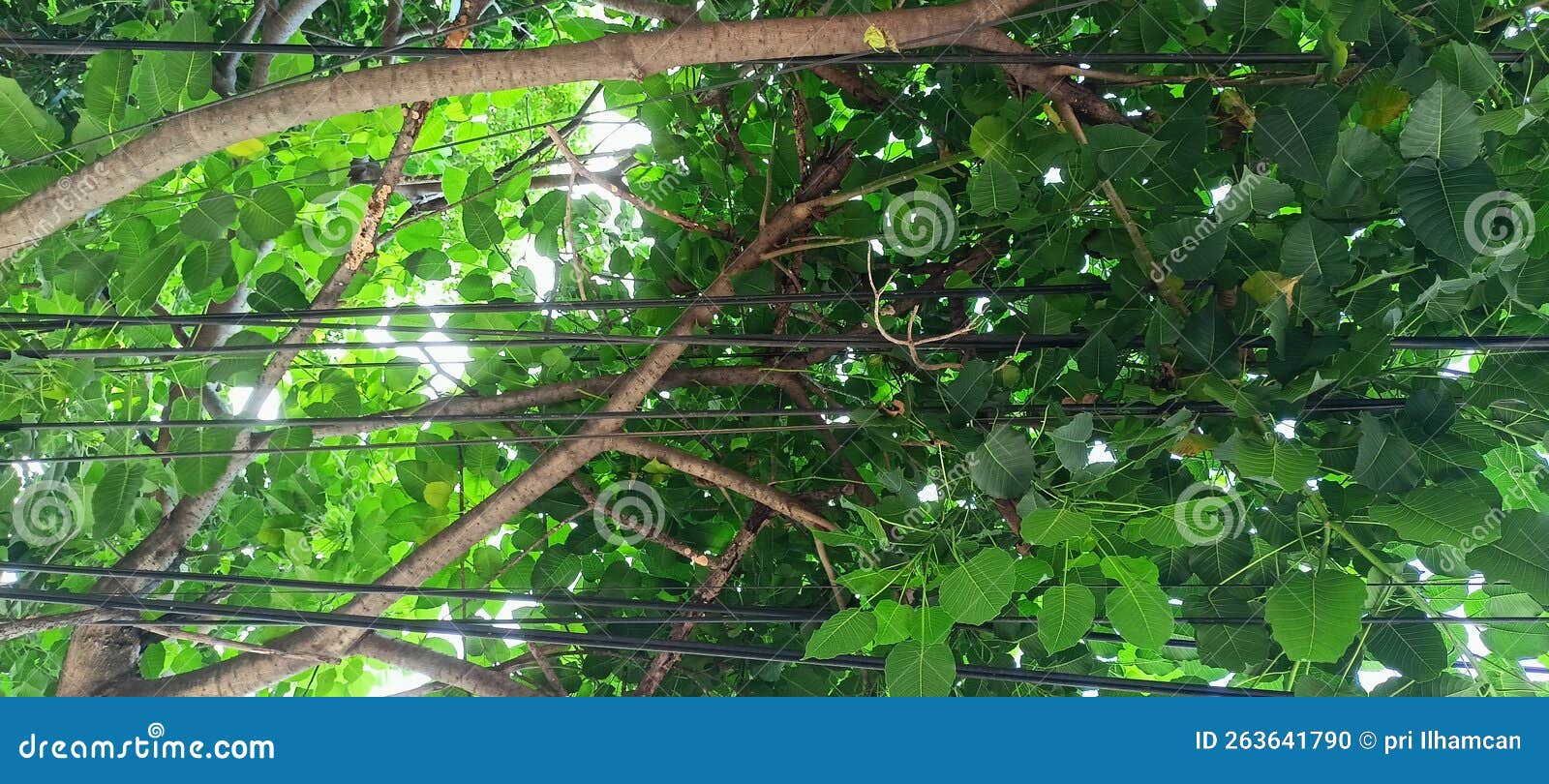 Between Tree Branches and Power Lines Stock Photo - Image of shrub ...
