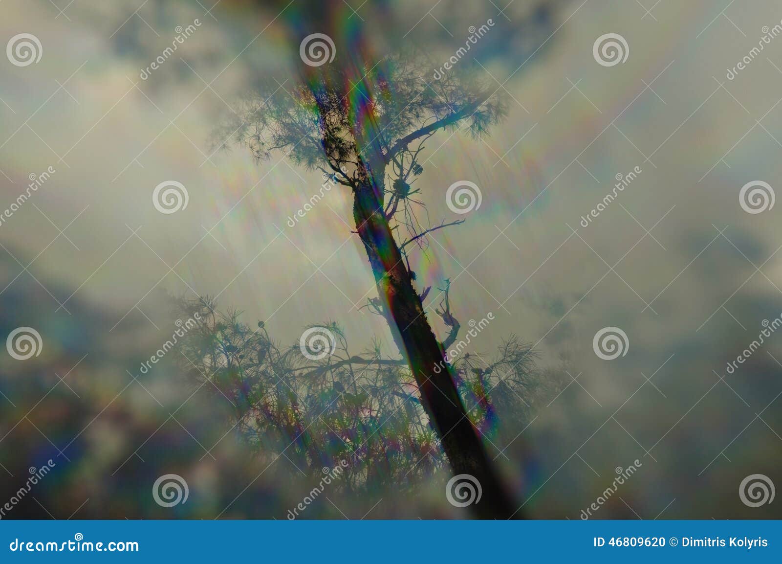 Tree Branches Prism Distortion Stock Photo - Image of light, luminous ...