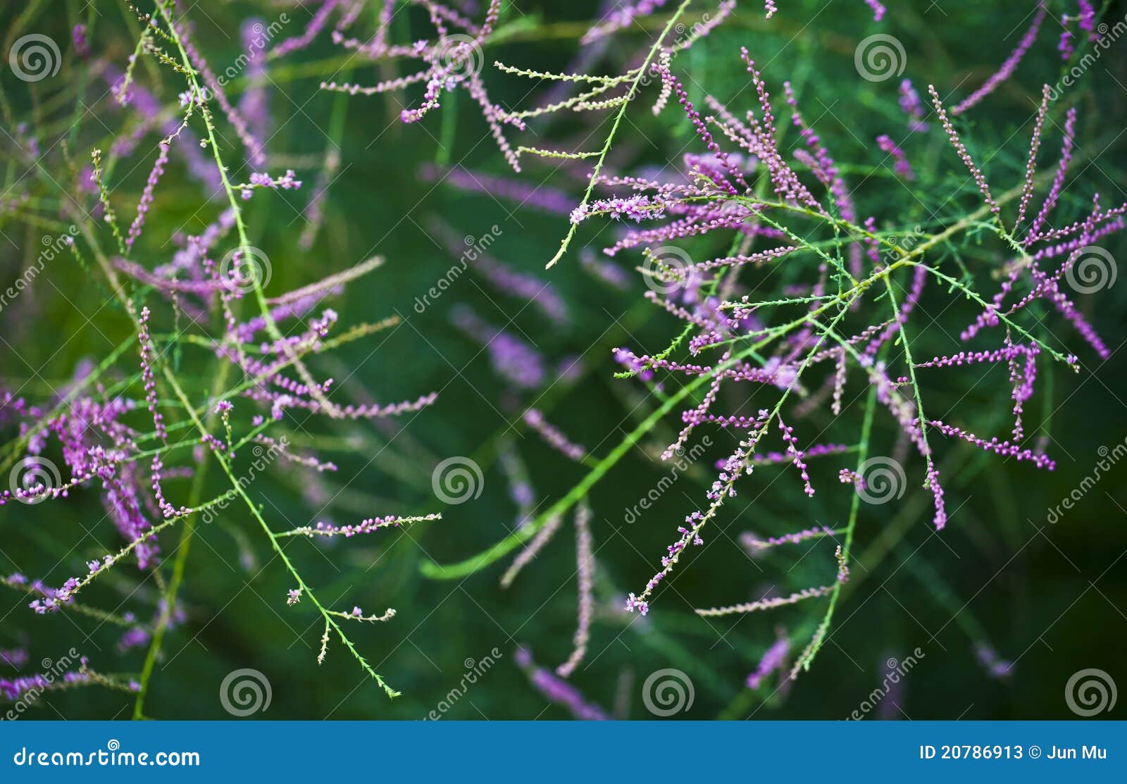 Tree Branches with Purple Flowers Stock Image - Image of branches ...