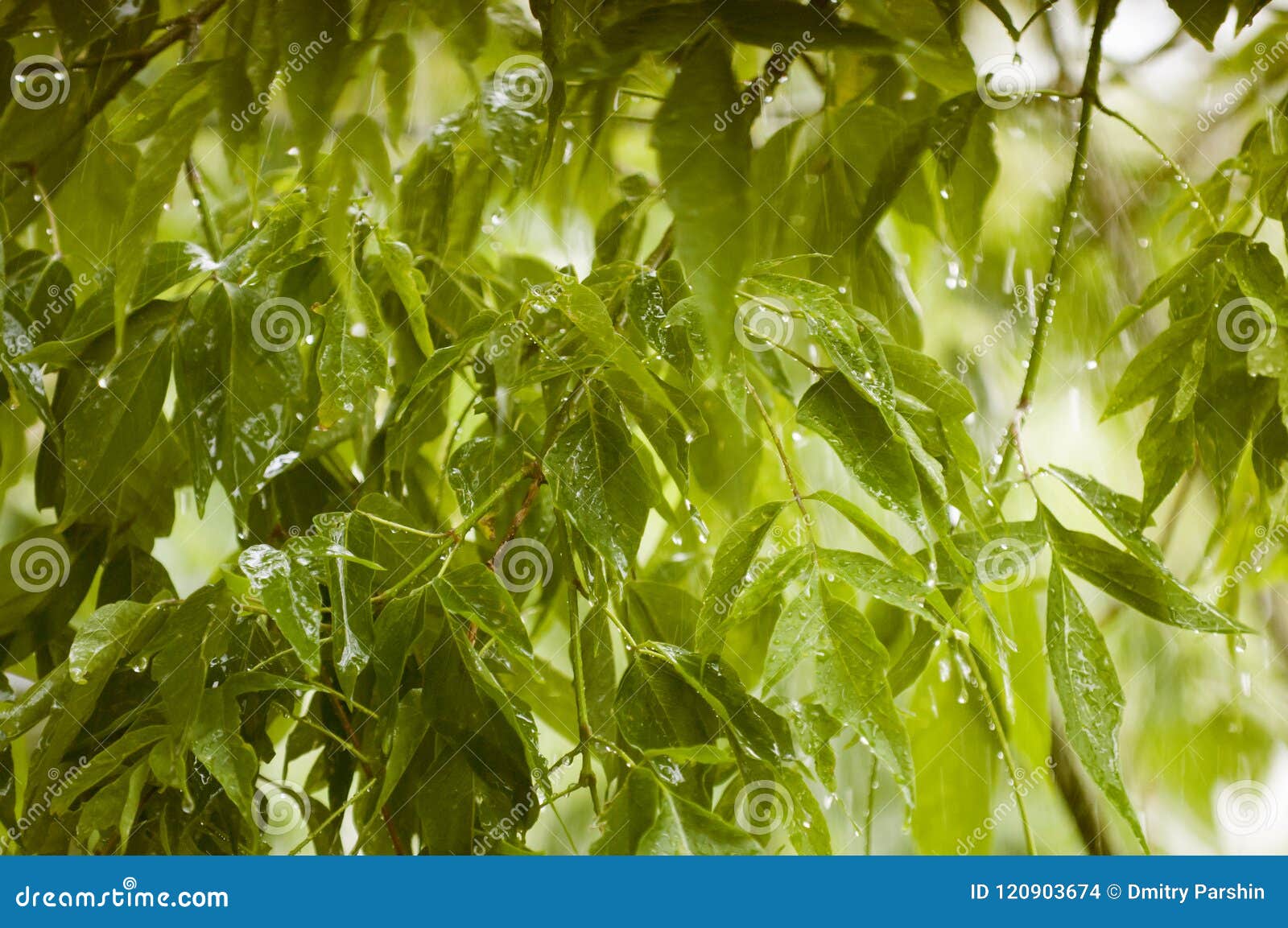 Tree branches in the rain. stock photo. Image of spring - 120903674