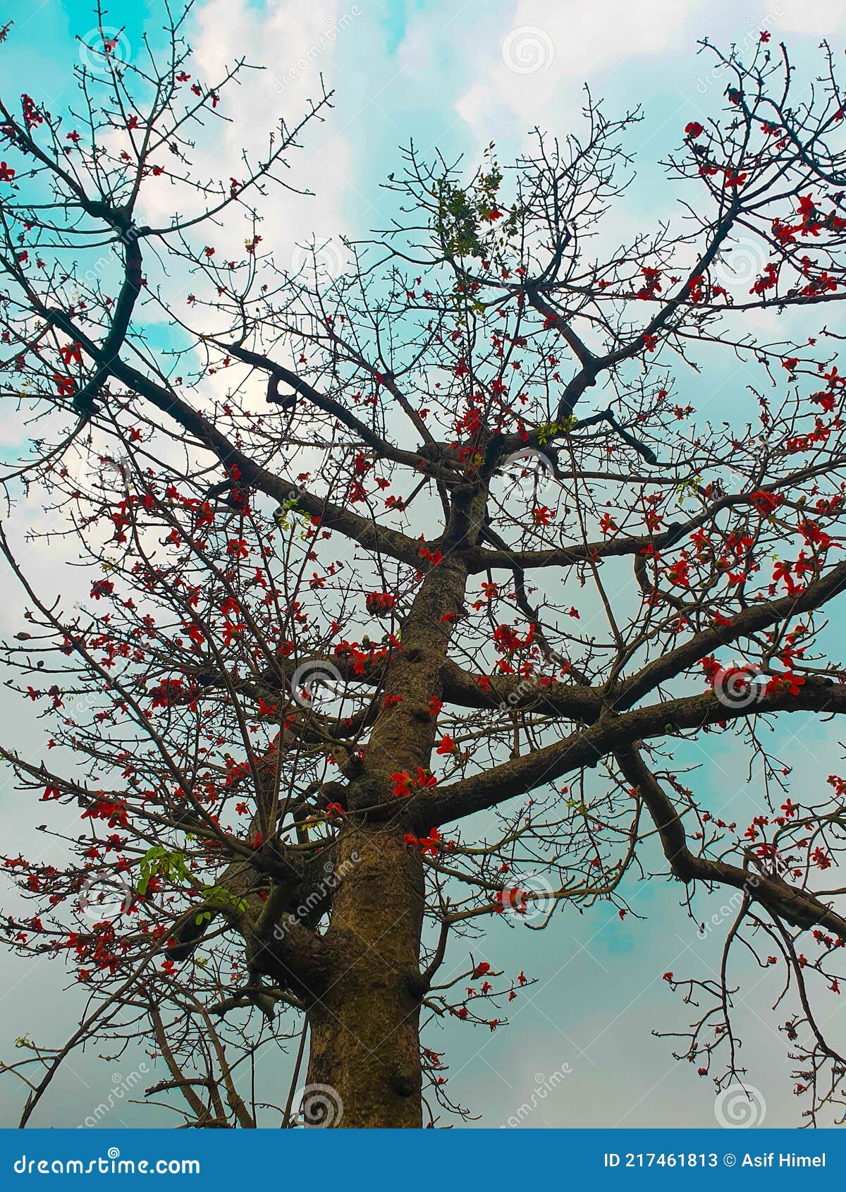 Tree Branches with Red Flowers and No Leaves with a Blue Sky in the ...